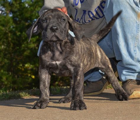 Presa Canario Puppies And Breeder Sanders Kennels