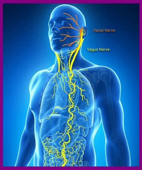 [figure Path Of The Vagus Nerve ] Statpearls Ncbi Bookshelf