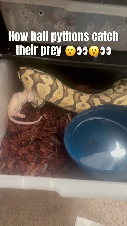 How Ball Pythons Catch Prey Memes Shorts Tiktok Snake Pets