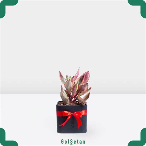 قاشقی لب ماتیکی در گلدان سیاه ارسال 4ساعته گُل‌سِتان