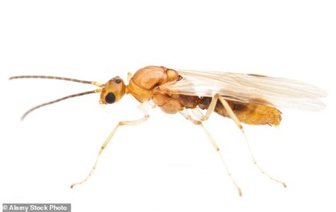 Warning As Venomous Insect Imported From China Invades 19 Us States