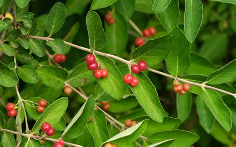 Download Wallpaper 3840x2400 Honeysuckle Berries Leaves Branches