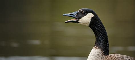 The Canada Goose Branta Canadensis A North American Icon Goodbye Geese