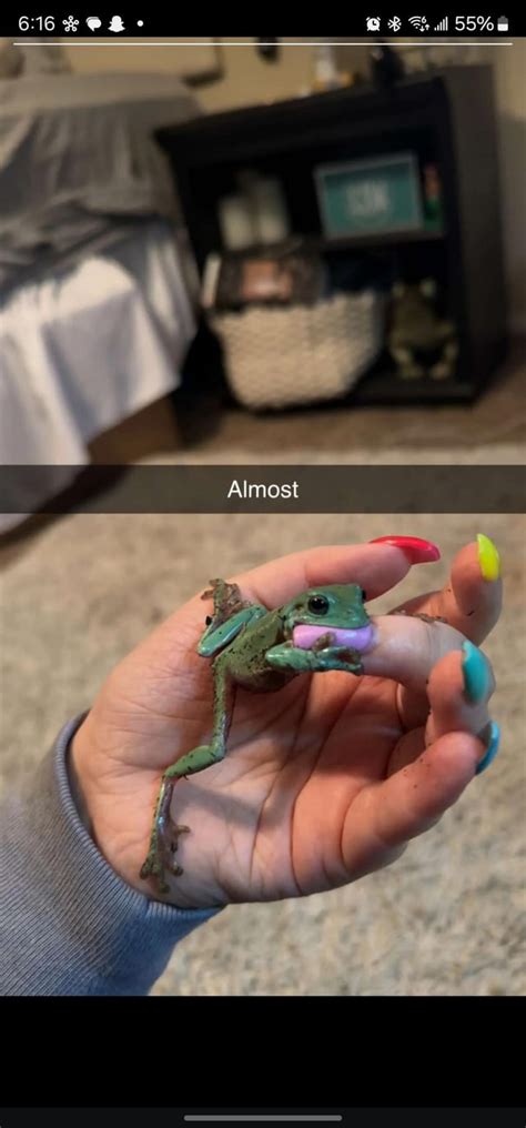 My Girlfriends Frog Pico Rfrogs