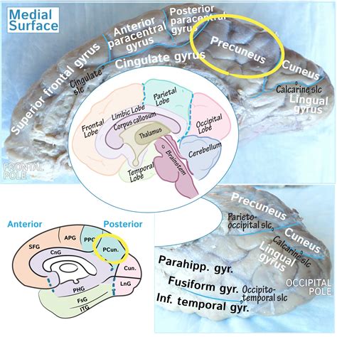Neuroanatomy Glossary Precuneus Ditki Medical And Biological Sciences