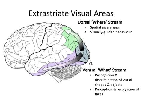 Visual System The Visual Pathway Basic Pptx