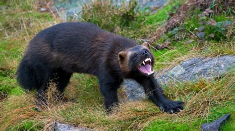 Rare Wolverine Spotted Only The Second In California In 100 Years