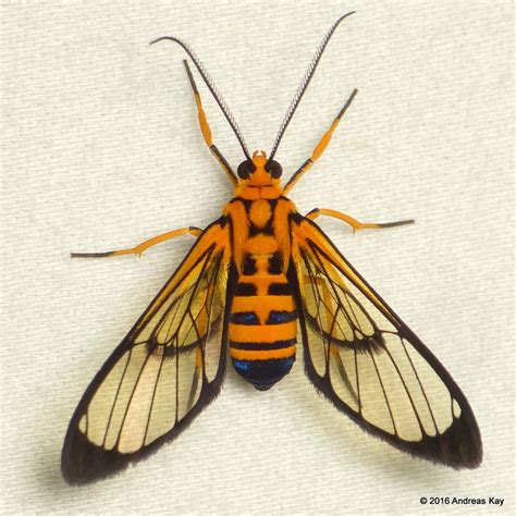 Wasp Moth Sapphire Tailed Clearwing Loxophlebia Nomia Artofit