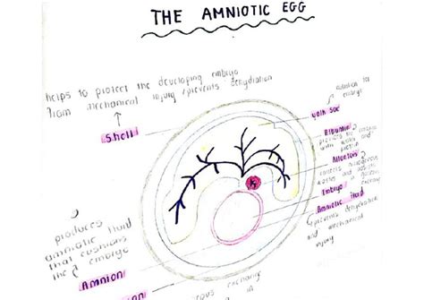Amniotic Egg Pdf