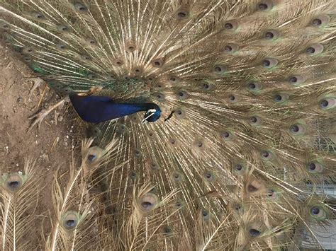 Purple 2 Peacocks Uk