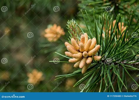 Flowering Young Coniferous Trees In The Spring In The Forest Selective