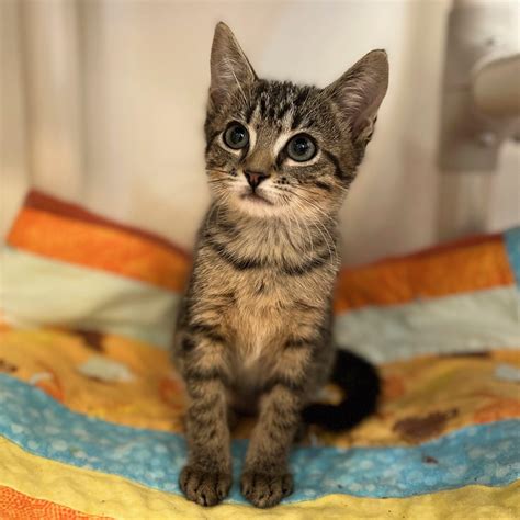 Maya Adopted North Country Animal League