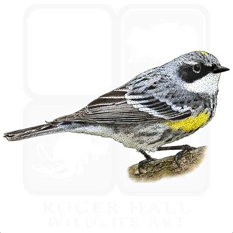 Stock Art Drawing Of A Yellow Rumped Warbler