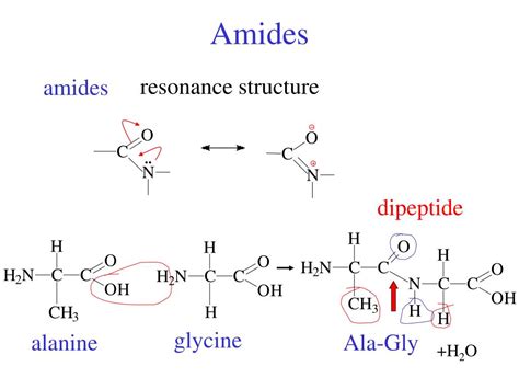 Ppt Amino Acids Powerpoint Presentation Free Download Id839315