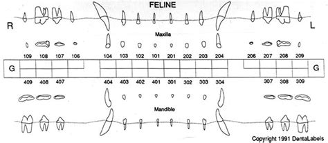 Printable Feline Dental Chart Pdf