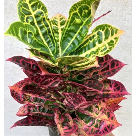 Jual Tanaman Hias Puring Kura Codiaeum Variegatum Shopee Indonesia