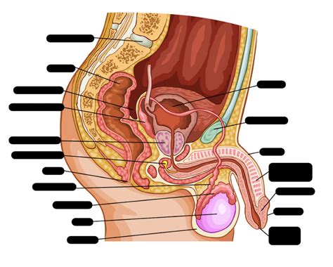 Male Reproductive System Diagram Diagram Quizlet