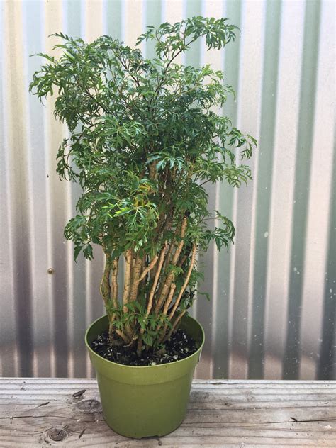 Polyscias Fruticosa Ming Aralia Plant Material