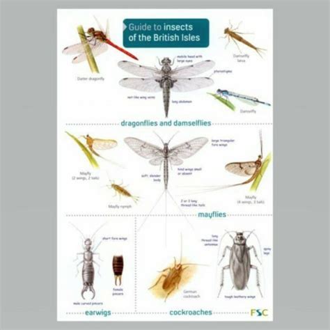 Flying Insect Identification Chart Insect Order Guide Discover The