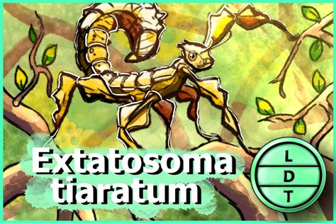 Why Does The Spiny Leaf Insect Lay Eggs That Look Like Seeds