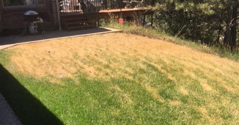 Top 5 Causes Of Yellow Spots In Grass How To Fix Them