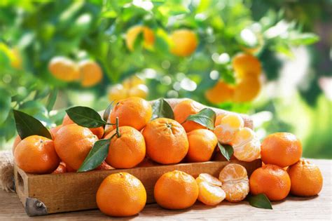 Mandarin Orange Health Benefits Uses Growing Tips