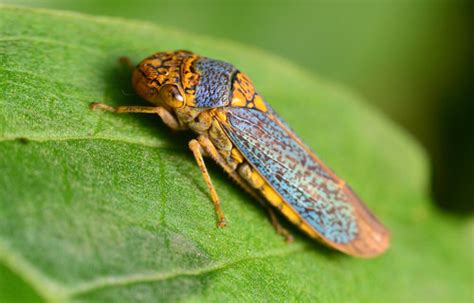 Broad Headed Sharpshooter Oncometopia Orbona · Inaturalist