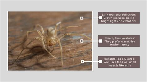 Where Do Brown Recluse Spiders Live Geographic Range