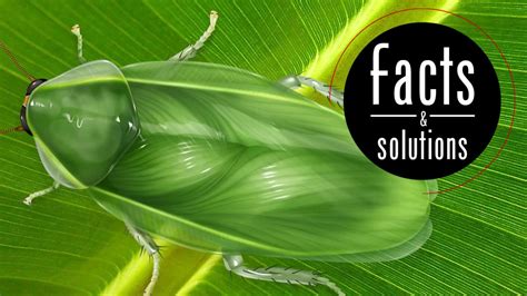 Say Hello Or Goodbye To The Green Cuban Cockroach Cockroach Facts