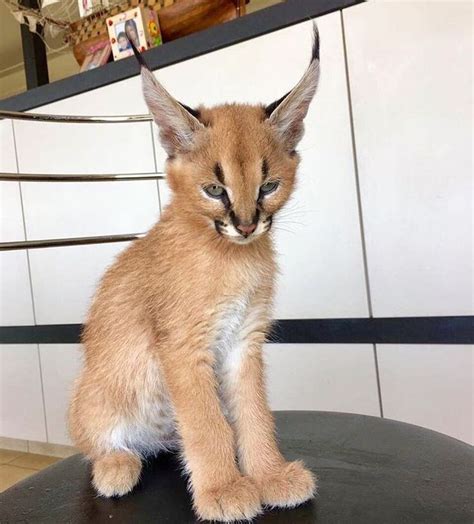 Big Floppa Meme Cute Aka Gregory Funny Ears T Shirt Evcil Hayvanlar