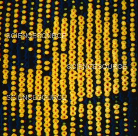Catalase Enzyme Crystal Stem Stock Image Science Source Images
