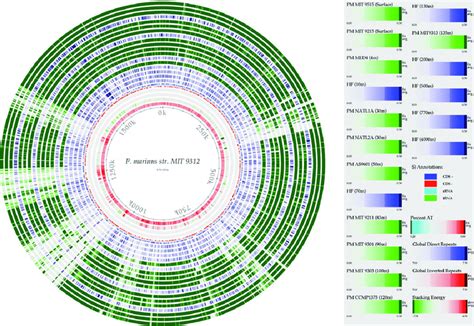 Blastatlas Showing Fully Sequenced Prochlorococcus Genomes Green And Download Scientific
