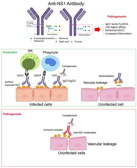Fc Mediated Effector Functions Of Anti Ns1 Antibodies In Dengue Pmc