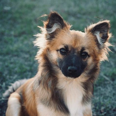 Pomchi All About The Pomeranian Chihuahua Mix Breed