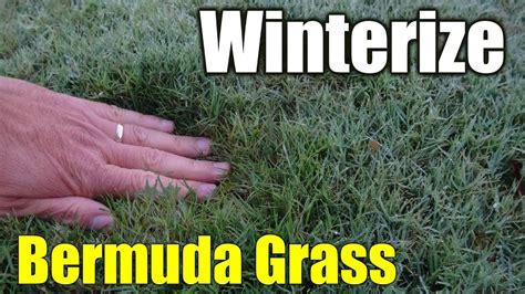 Winterize Bermuda Grass Youtube