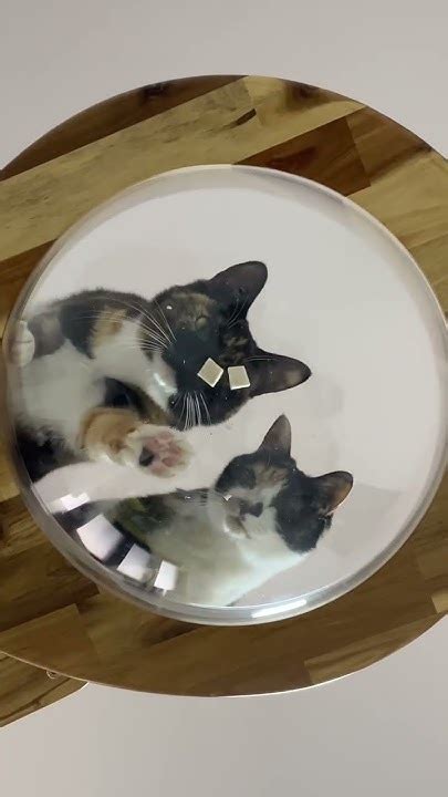 고양이 데리다 웬즈데이 갈라 해먹 먹방 Youtube