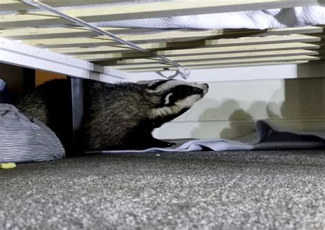 Homeowner Left Shocked After Badger Sets Up Camp In Bedroom After