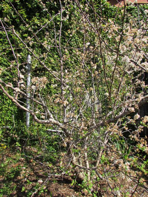 The Beauty And Function Of Mexican Plum Trees Ravenscourt Gardens