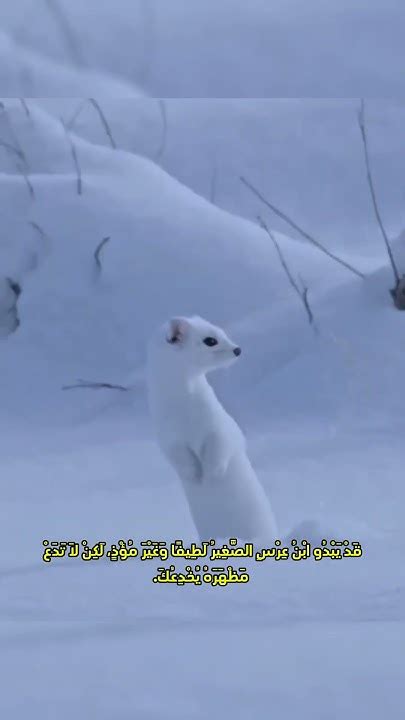 ابن عرس Youtube