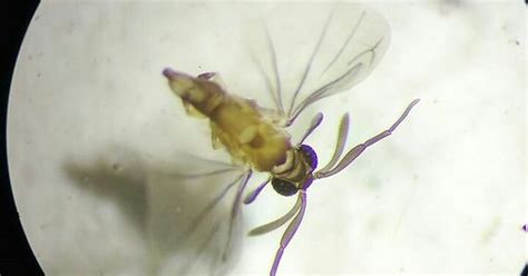 Strepsiptera Album On Imgur