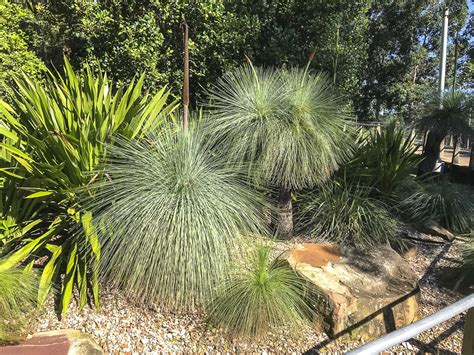 Focal Points In Native Gardens Australian Native Plants Society