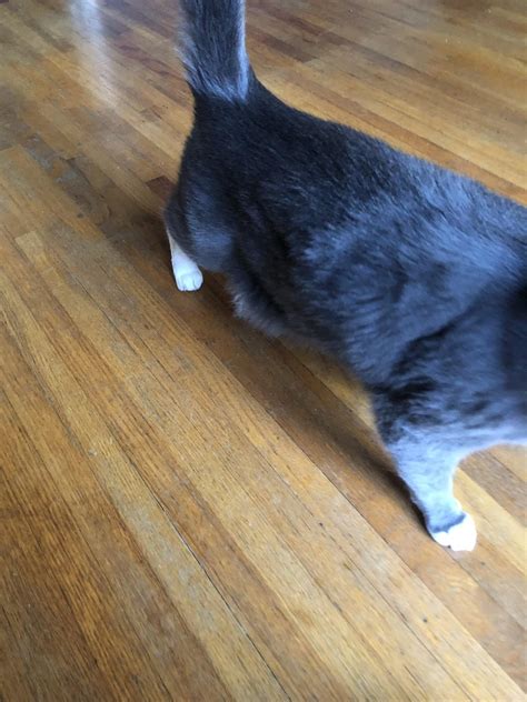 Heres My Itty Bitty Kitty Named Damien Or The Girthy D He Loves