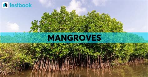 Mangroves In India Know Importance Characteristics Of Mangroves