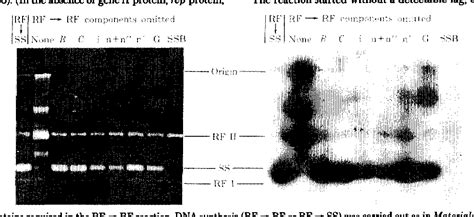 Figure 1 From Replication Of Duplex Dna Of Phage Phi X174 Reconstituted With Purified Enzymes