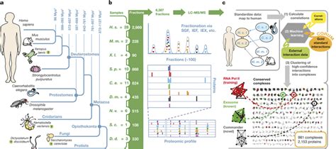 Workflow A Phylogenetic Relationships Of Organisms Analysed In This