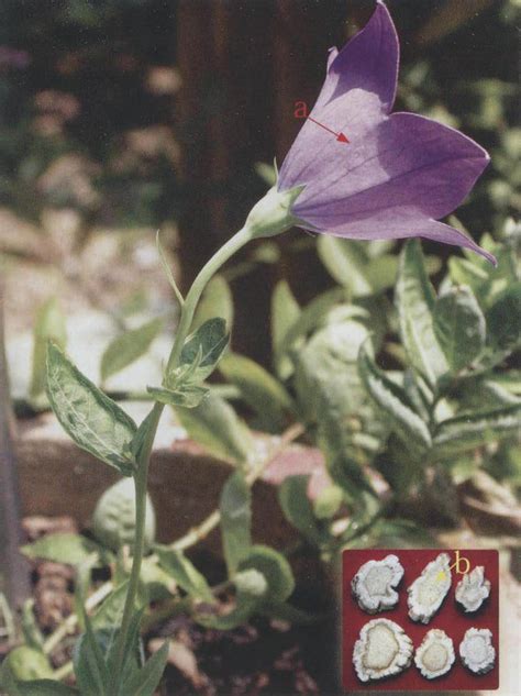 桔梗 中药学 医学