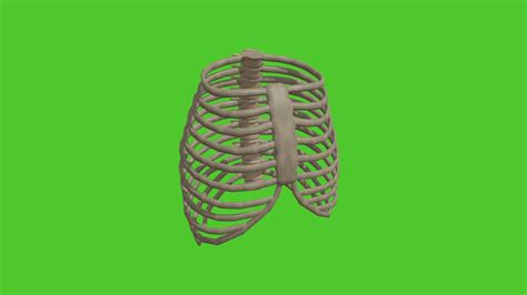 Low Poly Skeleton Ribs Download Free 3d Model By Rvice Allwe [b8a37cc] Sketchfab