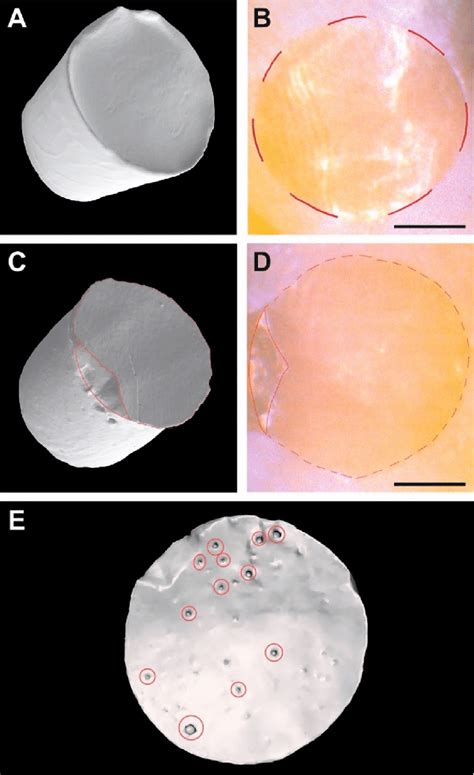 Determination Of The Effective Bonding Area A Three Dimensionally Download Scientific