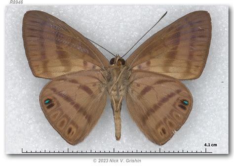 Alesa Prema Pinned Specimens