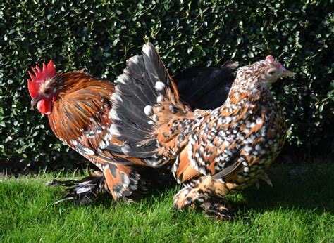 Sabelpoot Kriel Kippen Bij De Meidoornhoeve